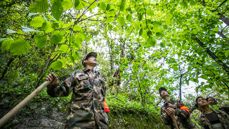 Forest ranger takes care of Chinese dove trees for nearly 40 years - CGTN