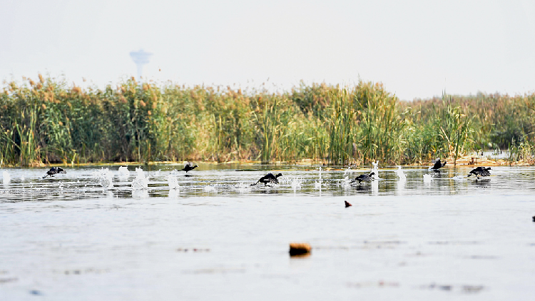 Major wetland in northern China sees more wild bird species - CGTN