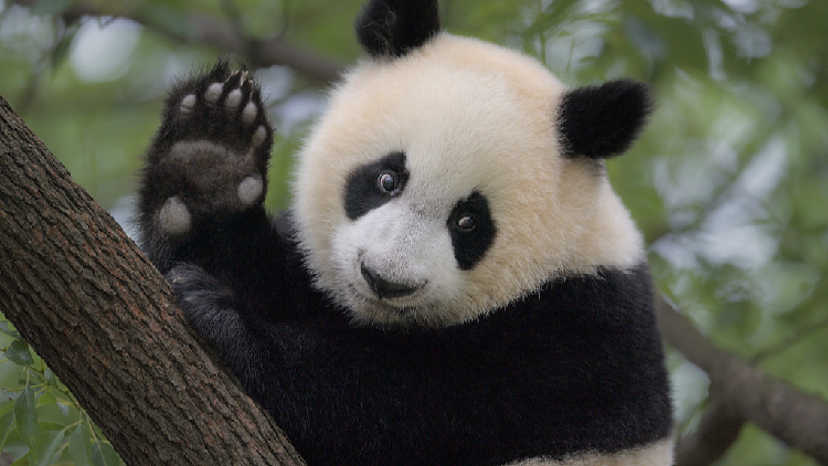 Rare species thrive in China through enhanced biodiversity protection ...