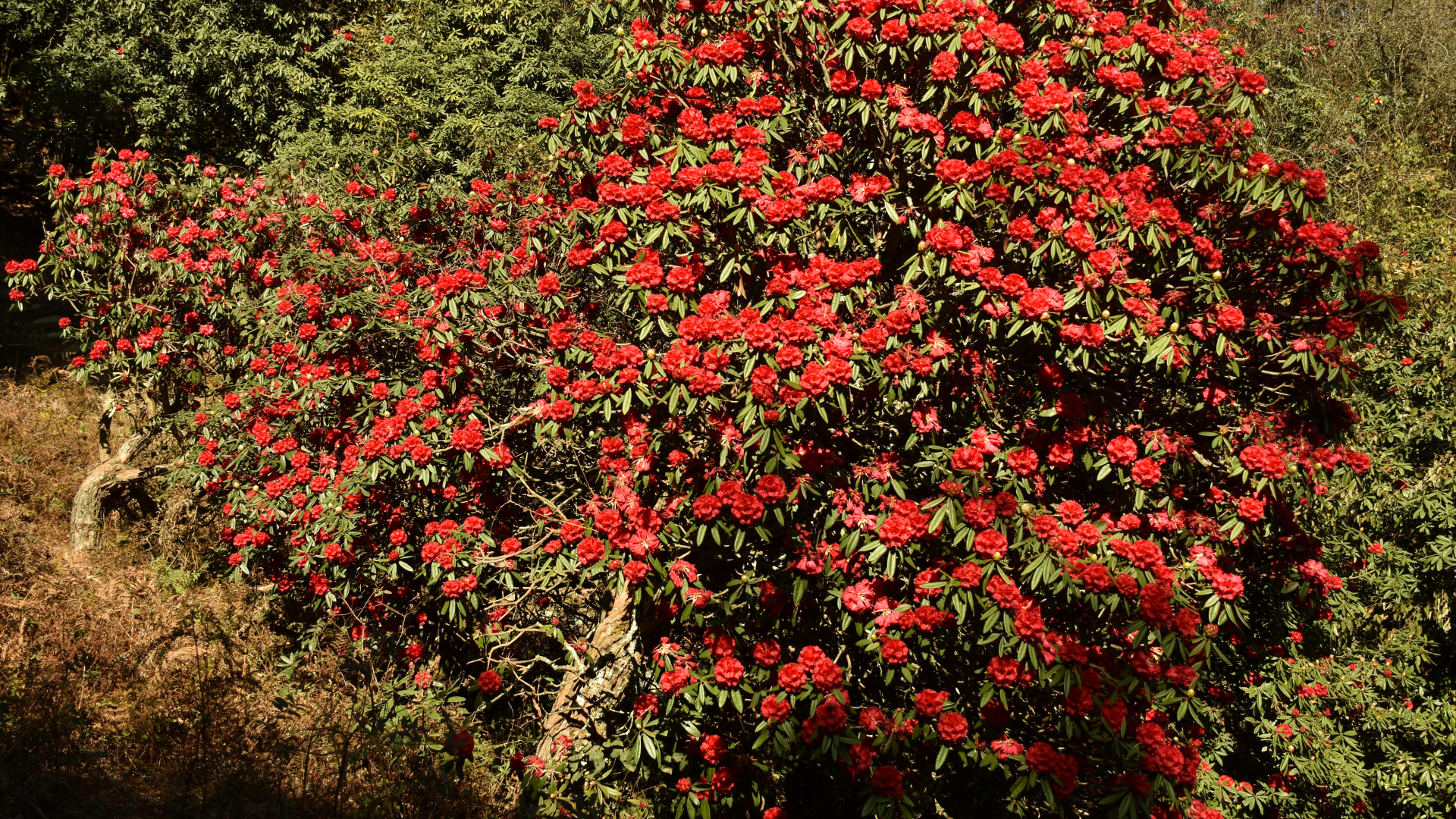 Blooming azalea tree steals show in Yunnan - CGTN