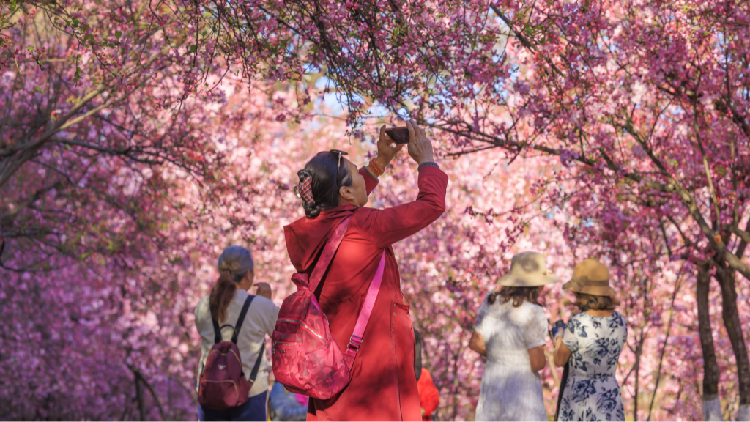 Cherry blossom festival a popular drawing card of Kunming - CGTN