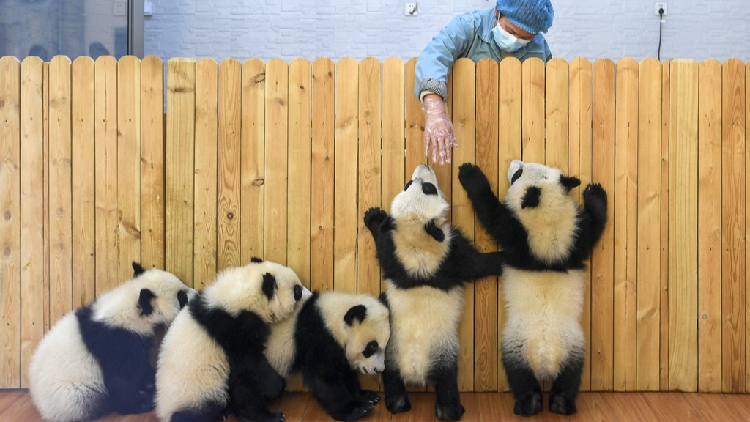 Giant panda cub 'nanny' honored on Women's Day - CGTN