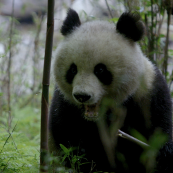 Message of Spring: Panda feasts on spring bamboo - CGTN