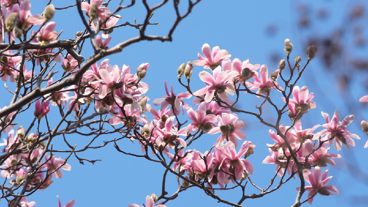 Live: Rare blooming of ancient Eclipta in NW China's Shaanxi Province ...