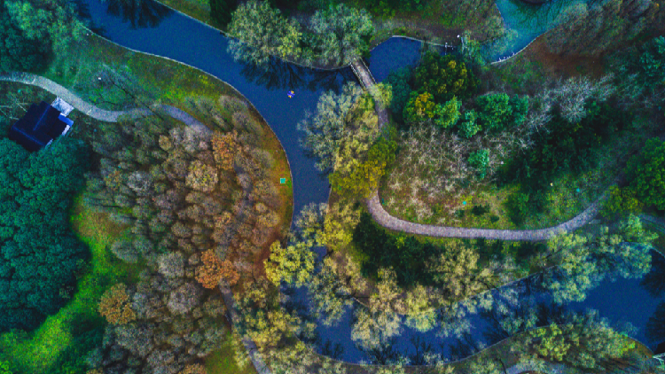 National Tree Planting Day: A glance at China's lush forests - CGTN