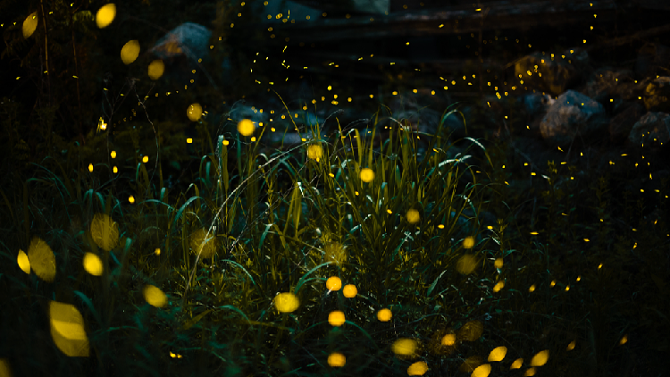 Chinese researchers uncover secrets behind fireflies' light organs - CGTN