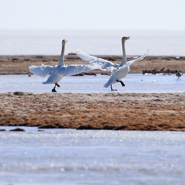 Migratory birds captured by cameras in NW China's wetlands - CGTN