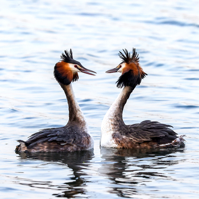 Great crested grebes embrace mating season in spring - CGTN