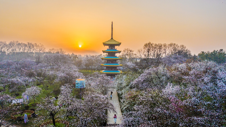 Cherry blossom park a spectacular spring destination in Wuhan - CGTN