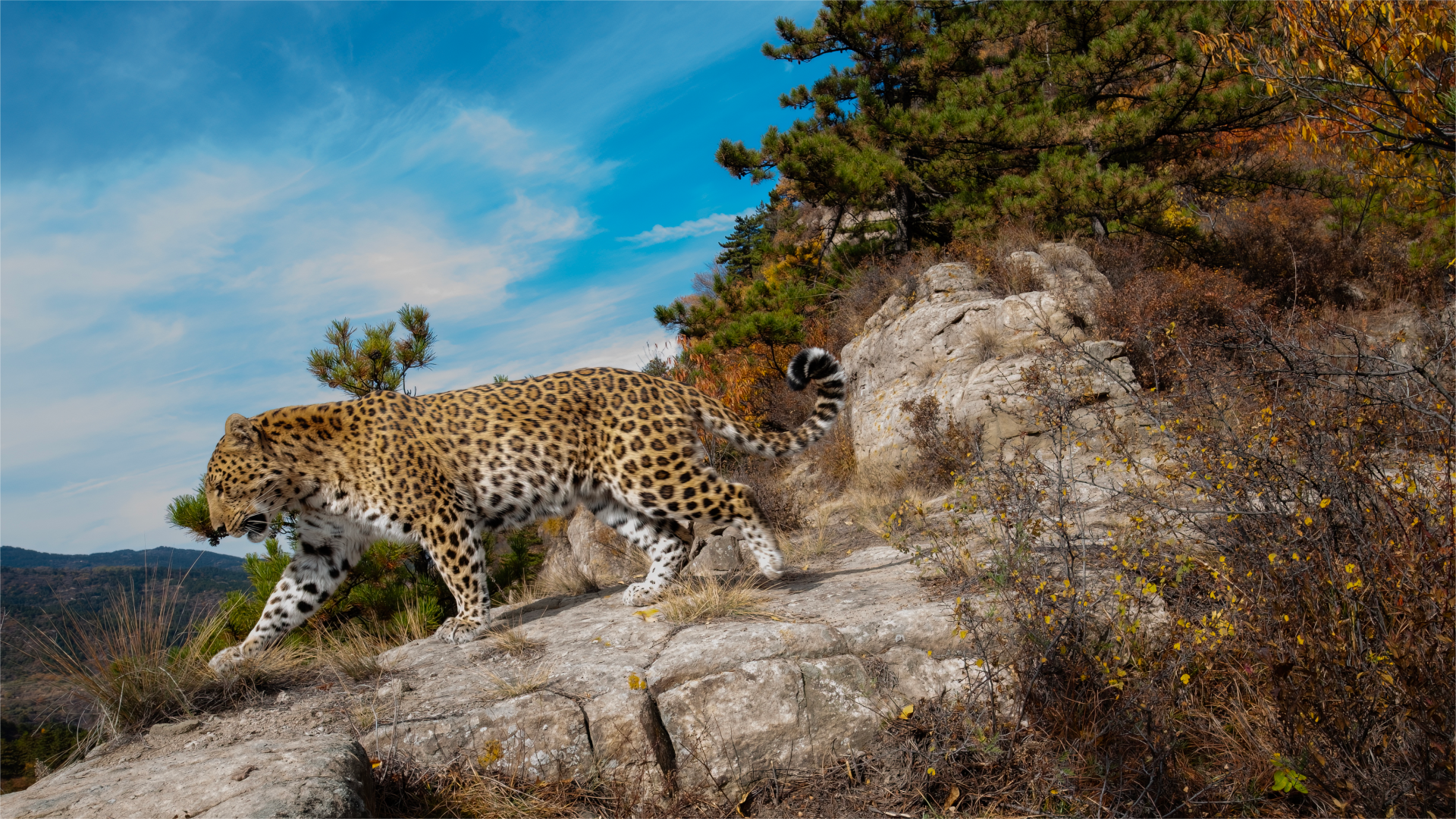 Wildlife Leopards 1920x1080