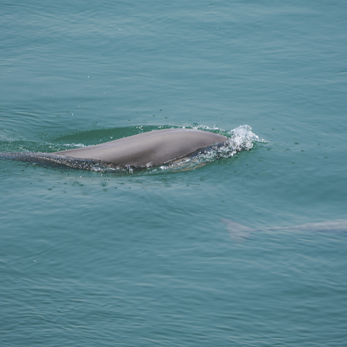 China issues guidelines for enforcement of 10-year fishing ban - CGTN
