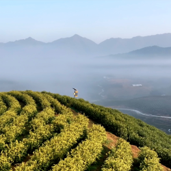 Prosperous tea plantations in a beautiful village in E China - CGTN