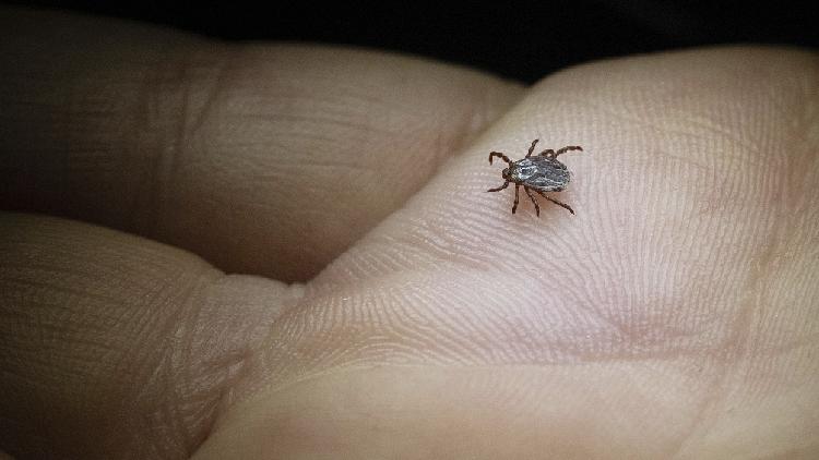 Japan confirms 1st human-to-human spread of tick-borne viral disease - CGTN
