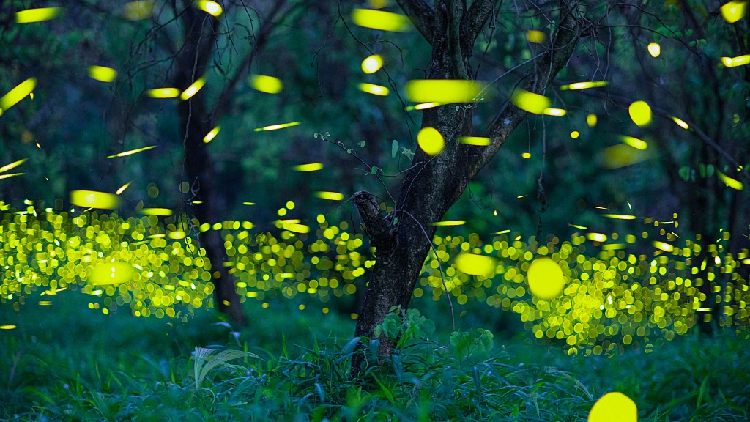 South China's Guangdong Province releases its catalog of insects - CGTN