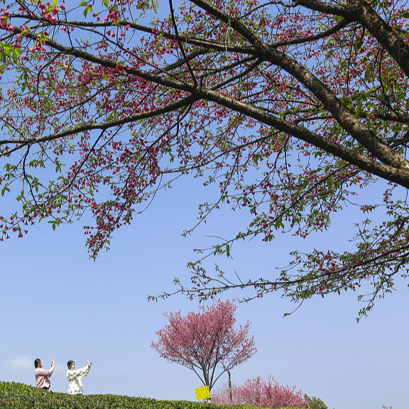 Live: Captivating beauty of spring season around China – Ep. 5 - CGTN