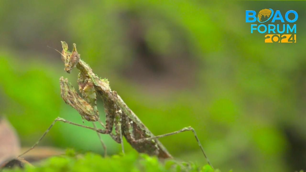 Enchanting Hainan: The micro world of insects - CGTN
