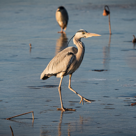 Nature reserve in N China releases first all-season bird-watching map ...