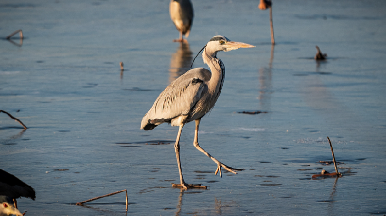 Nature reserve in N China releases first all-season bird-watching map ...