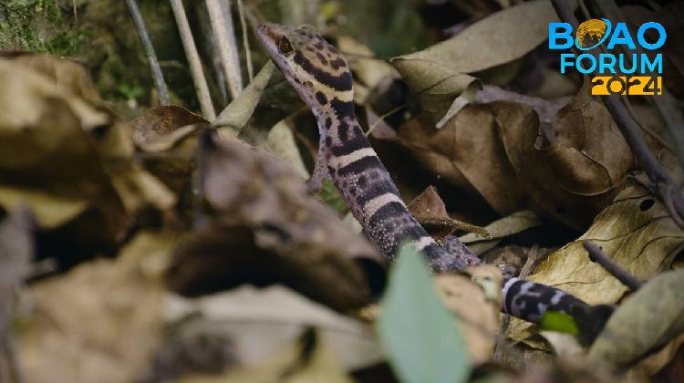Enchanting Hainan: A gecko wonderland - CGTN