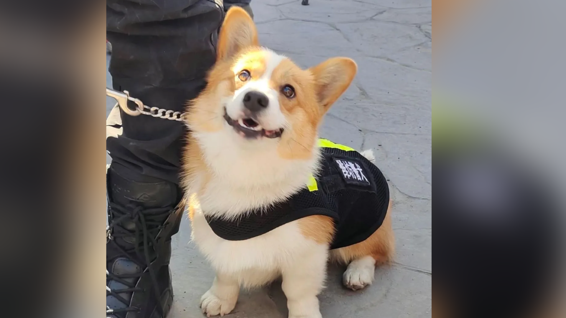 Fu Zai: China's first corgi police dog with short legs and big skills ...
