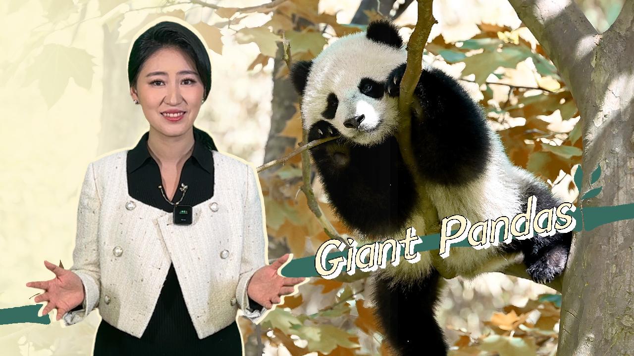 Global Watch editor's Pick Ep. 12: Giant pandas - CGTN
