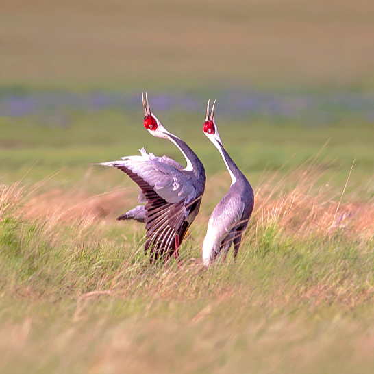 Migratory birds flock to northern Beijing's waters - CGTN