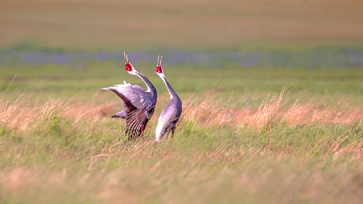 Migratory birds flock to northern Beijing's waters - CGTN