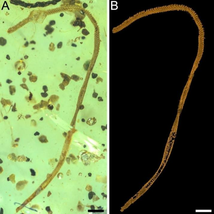 Scientists discover world's first tapeworm body fossil - CGTN