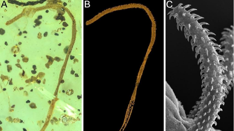 Scientists discover world's first tapeworm body fossil - CGTN