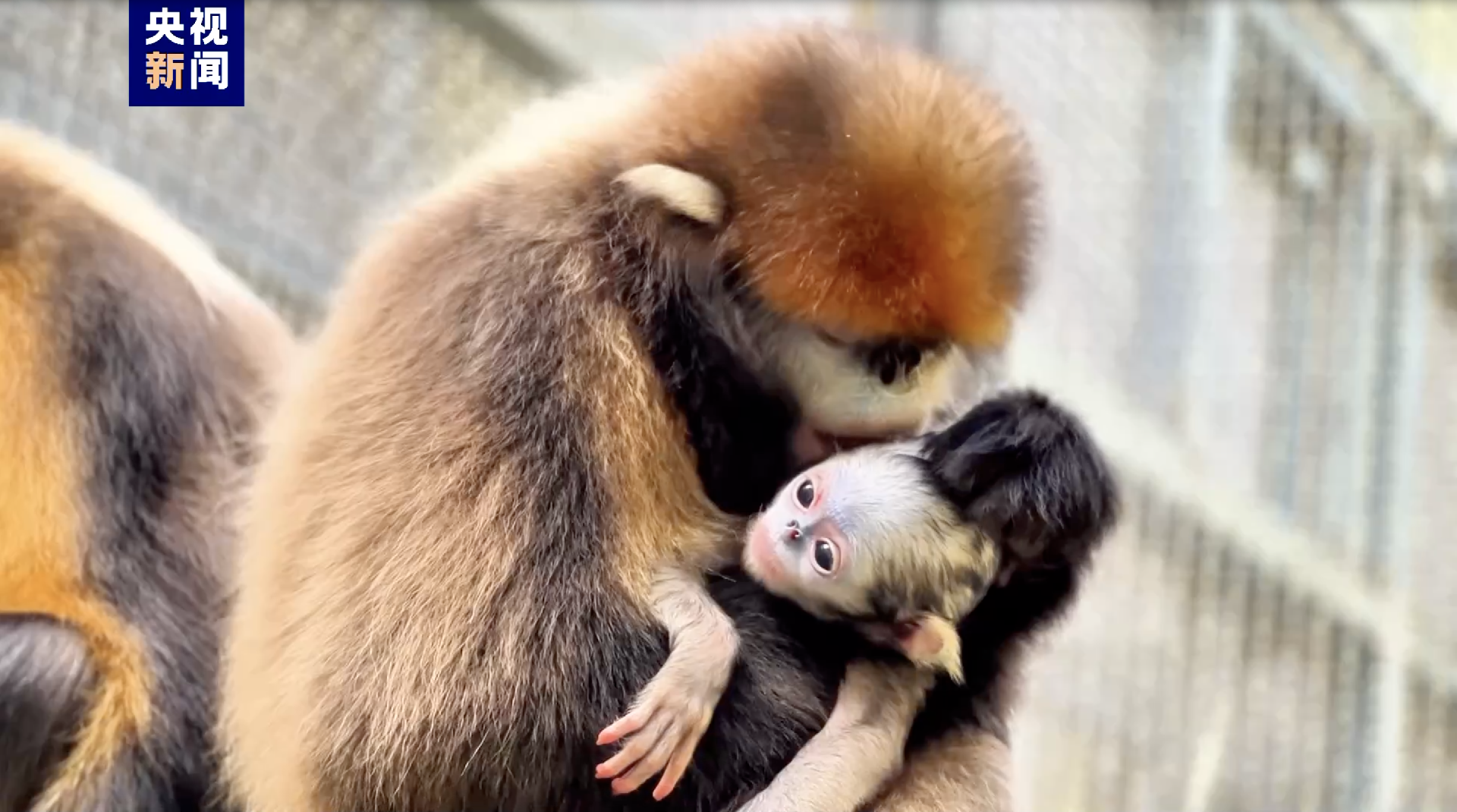 Rare golden monkey born at Chinese world heritage site - CGTN
