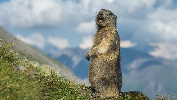Fight or dance? Hilarious marmot duet caught on camera in NW China - CGTN