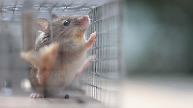 Researchers find mice's brain changes following trauma - CGTN