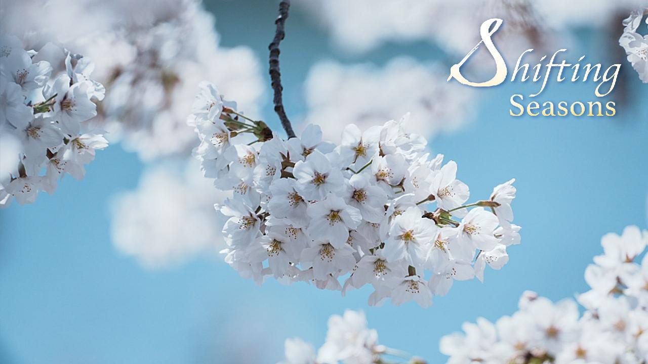 You know it's spring when you see these flowers! - CGTN