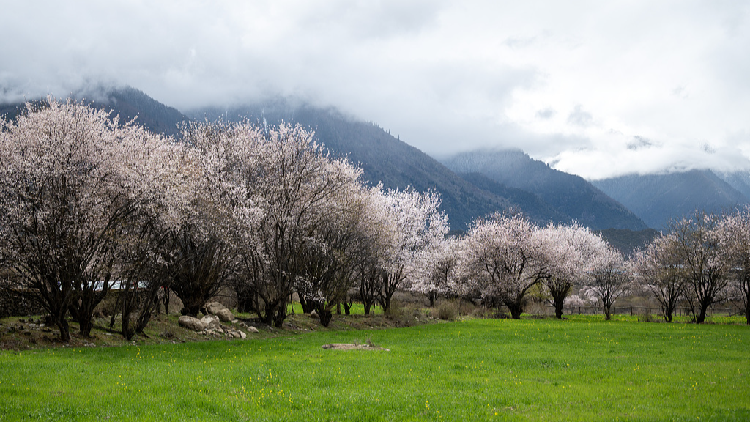 Live: Feel the breath of spring in the peach blossoms of Nyingchi - CGTN