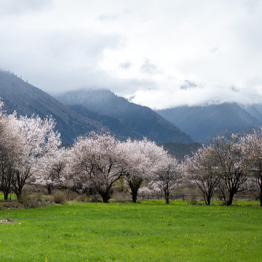 Live: Feel the breath of spring in the peach blossoms of Nyingchi - CGTN
