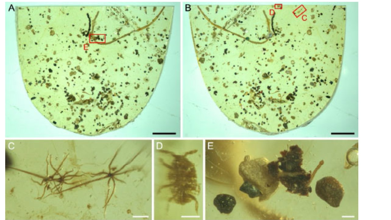Scientists discover marine worm trapped in Cretaceous amber - CGTN