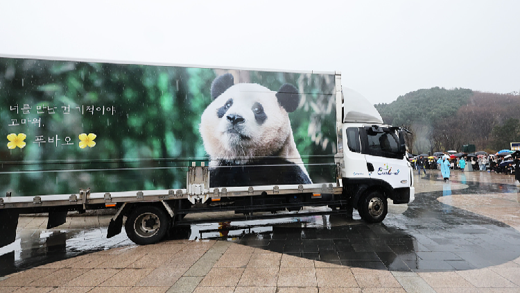 Beloved giant panda Fu Bao leaves South Korea for China - CGTN