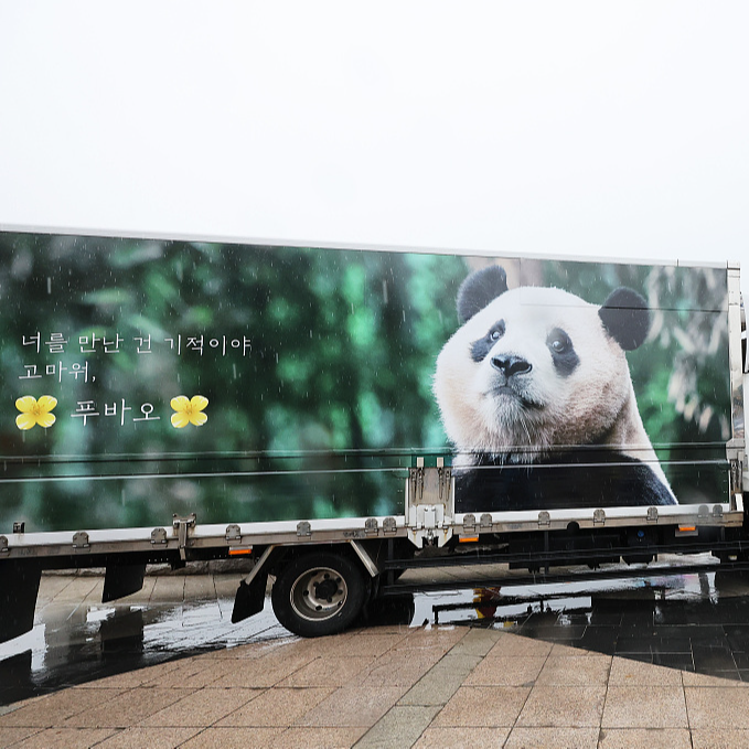Beloved giant panda Fu Bao leaves South Korea for China - CGTN