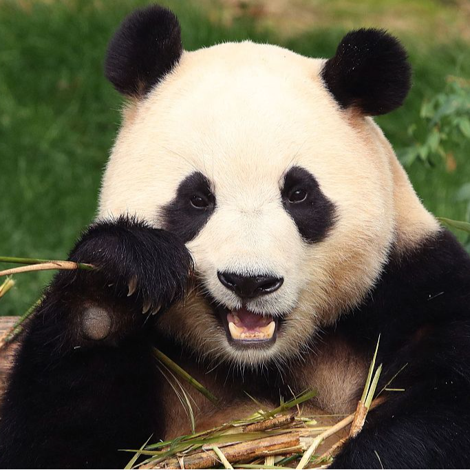 Giant panda Fu Bao returns to China from South Korea - CGTN