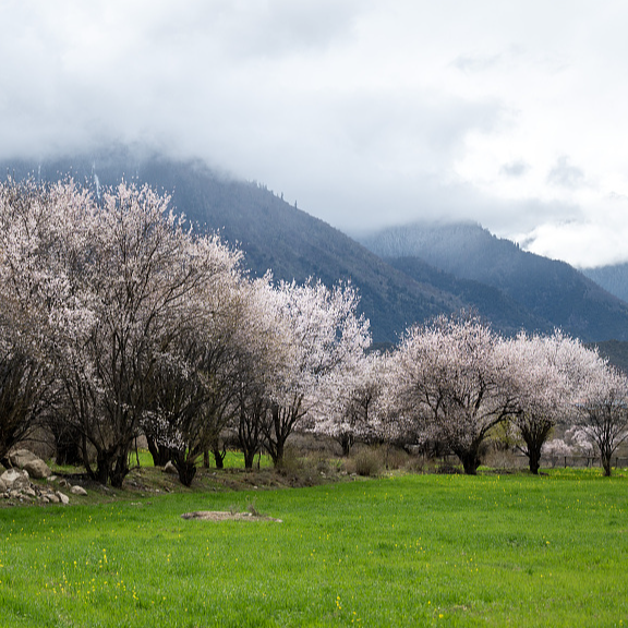 Live: Feel the breath of spring in Nyingchi's peach blossoms - CGTN