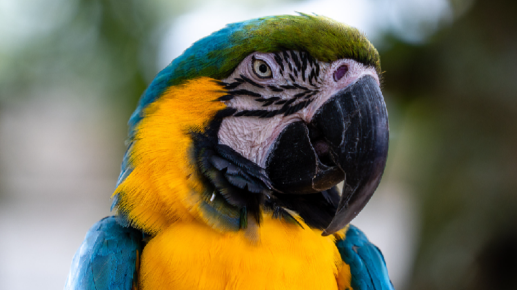 Scientists propose new bird family tree - CGTN