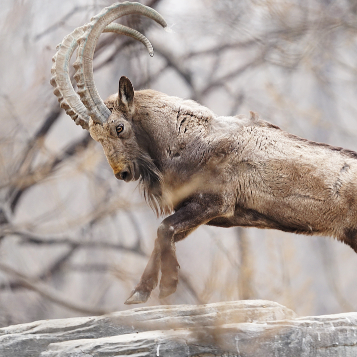 Siberian ibexes spotted in NW China's Kunlun Mountains - CGTN