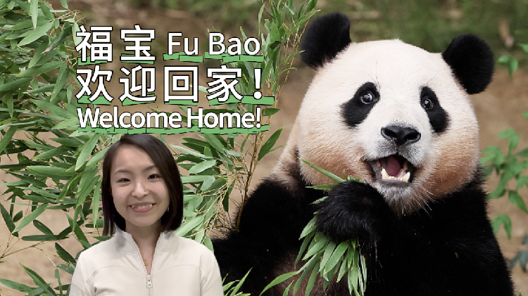 Welcome home, Fu Bao! - CGTN