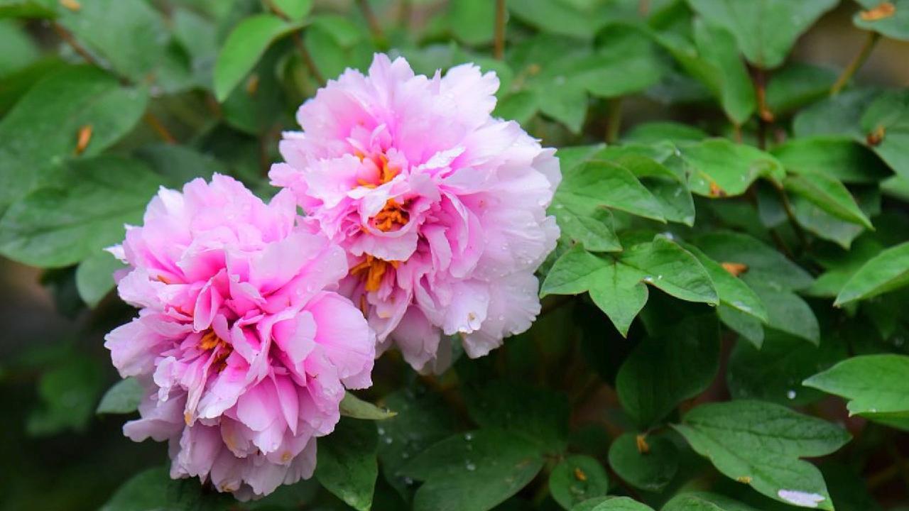 Blooming beauty: Picking the perfect peony - CGTN