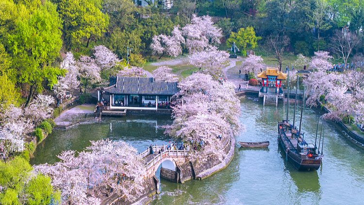 Flower season blooms in Wuxi - CGTN