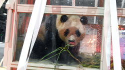 Giant panda Fu Bao arrives in Chengdu - CGTN