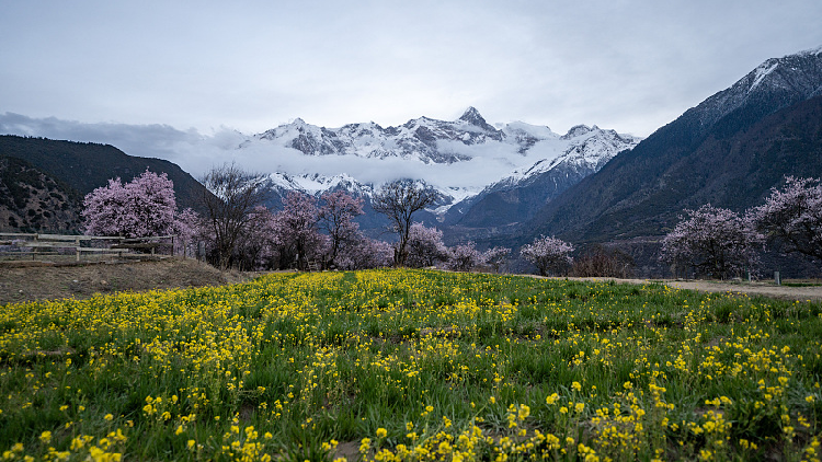 Live: Experience the spring glow in peach blossoms of China's Nyingchi ...