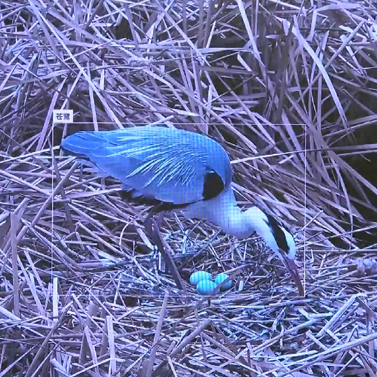 AI, satellite technology aid migratory birds protection in China - CGTN