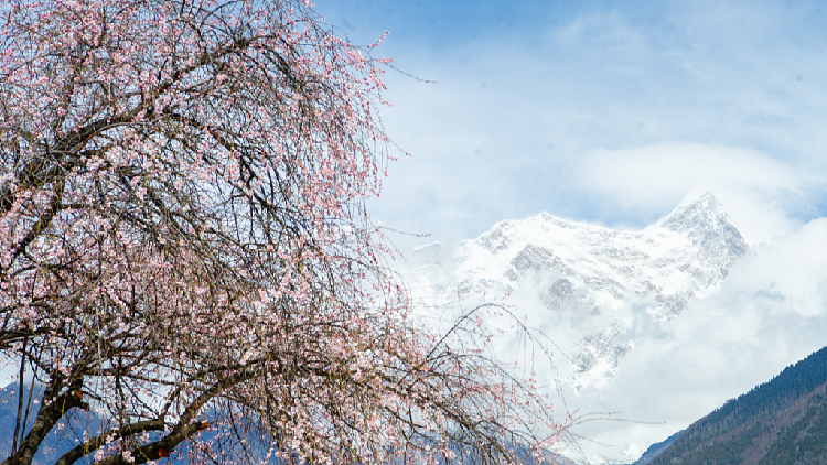 Live: Experience the spring glow in peach blossoms of China's Nyingchi ...