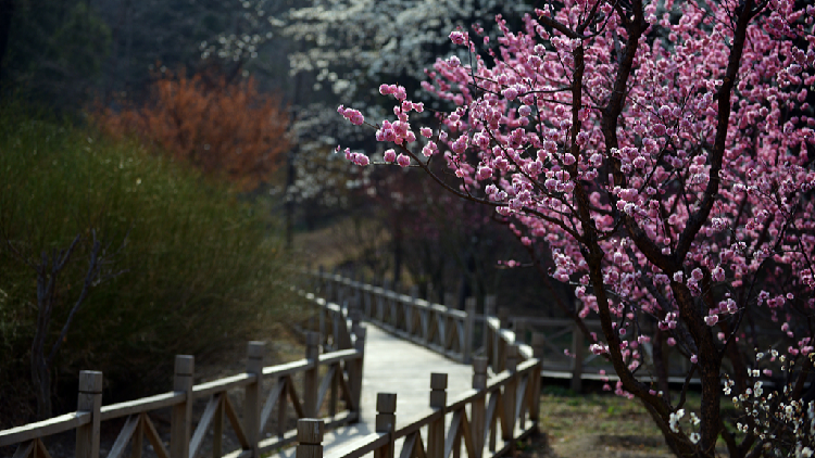 Live: Xiangshan Park in Beijing blossoms with the arrival of spring - CGTN